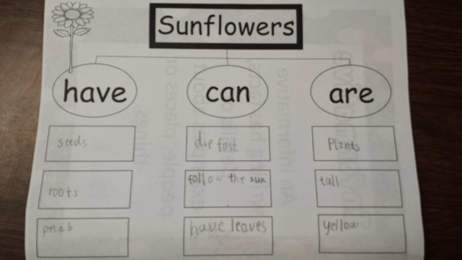 M.A.D. about first grade: Sunflowers and more